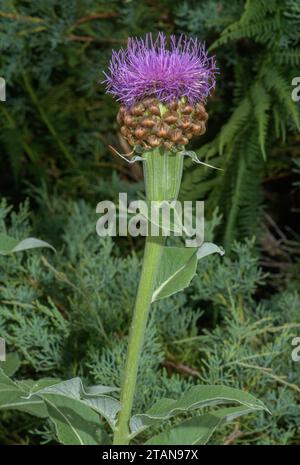 Giant Knapweed, Leuzea rhapontica, in flower, Swiss Alps Stock Photo ...