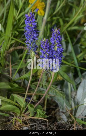Allioni's Speedwell, Veronica allionii in flower in the Maritime Alps ...