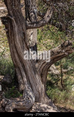 Spanish juniper, Juniperus thurifera, growing in the western French ...