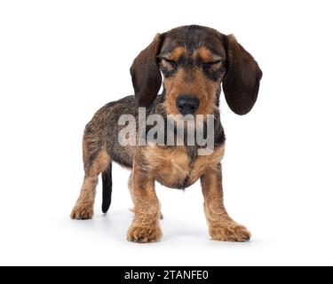 Adorable brown teckel dog pup, standing side ways. Looking towards ...