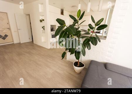 Homemade ficus in a pot. Minimalism. home plant concept. ficus Stock ...