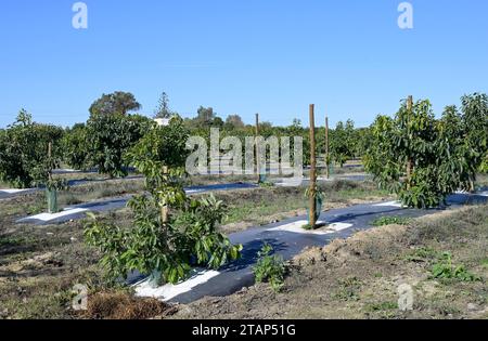 Portugal, Avocado farming PORTUGAL, Algarve, Luz de Tavira, Avocado ...