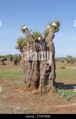 View of olive trees hit by bacteria Xylella fastidiosa in Lecce, Puglia ...