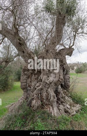 Centuries old olive tree, (oldest of Italy, estimated age of 3000 years ...