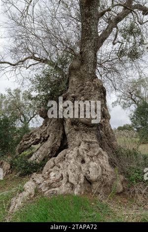Centuries old olive tree, (oldest of Italy, estimated age of 3000 years ...