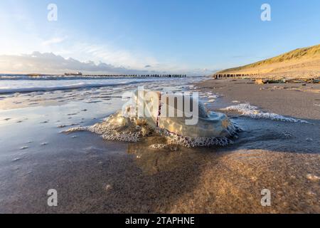 dead blue cabbage bleb (Rhizostoma octopus) stranded on the beach Stock ...