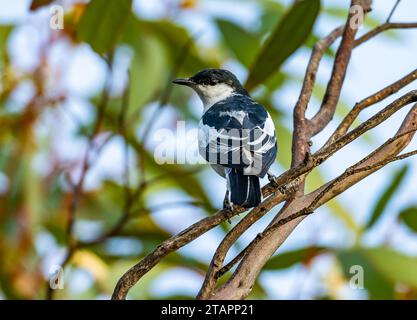 White-winged Triller (Lalage tricolor Stock Photo - Alamy