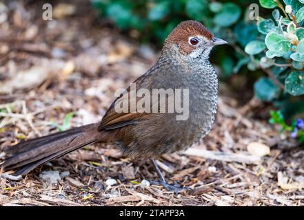Rufous Bristlebird (Dasyornis broadbenti), Victoria, Australia Stock ...
