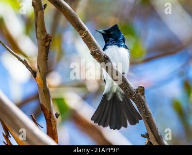 Satin Flycatcher (Myiagra cyanoleuca) male, Tasmania, Australia ...