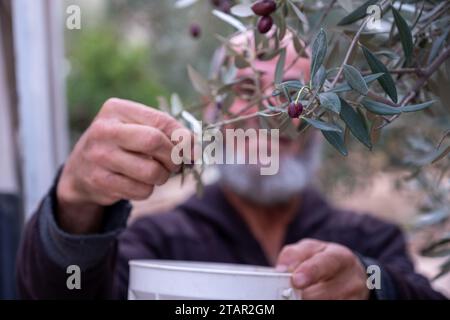 old man collecting olives from tree Stock Photo - Alamy