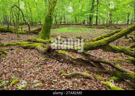 Near-natural deciduous forest, moss-covered deadwood, in spring ...