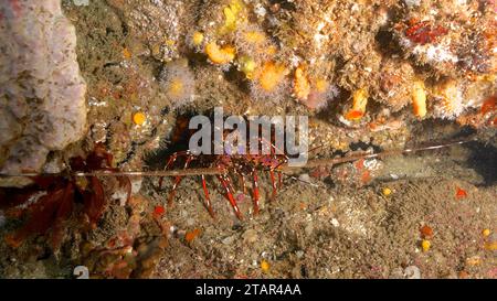 Long-legged spiny crayfish (Panulirus longipes), spiny crayfish. Aliwal ...