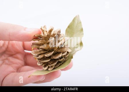 Pine cone in hand on a white background Stock Photo - Alamy