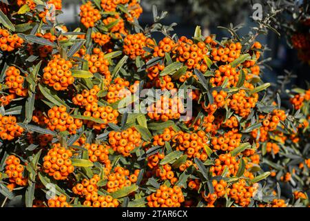 Wild fruit found in the tree in nature Stock Photo - Alamy
