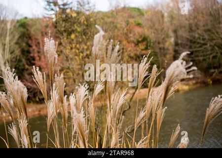Dry plant found in nature background Stock Photo - Alamy