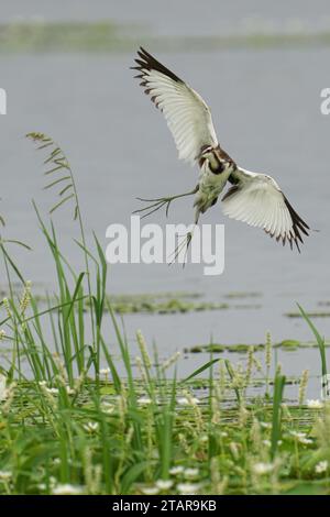 A small bird is flying gracefully in mid-air, preparing to land and ...