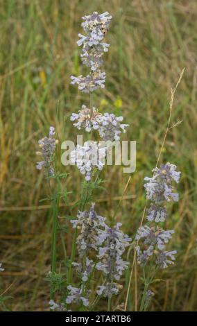 Nepeta nepetella Nepeta nepetella Stock Photo - Alamy