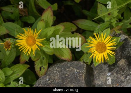 Showy Inula, Inula grandiflora in flower. From the Himalayas Stock ...