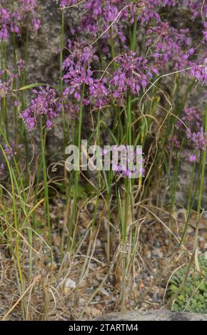 Keeled Garlic, Allium carinatum ssp. pulchellum (the subspecies without ...