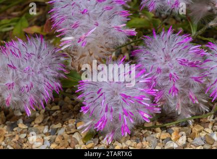 Rose Tipped Mulla Mulla or Pom Poms, Ptilotus manglesii from Western ...