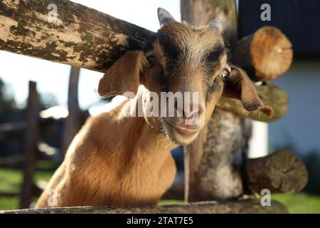 Cute goat inside of paddock at farm Stock Photo - Alamy