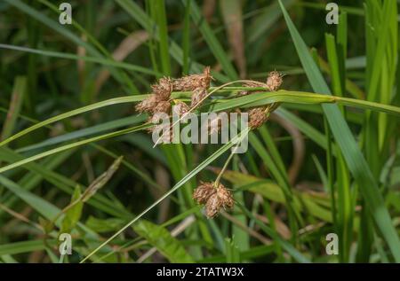 Pedunculate Club-rush, Bolboschoenus laticarpus growing in the River ...