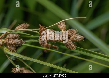 Pedunculate Club-rush, Bolboschoenus laticarpus growing in the River ...