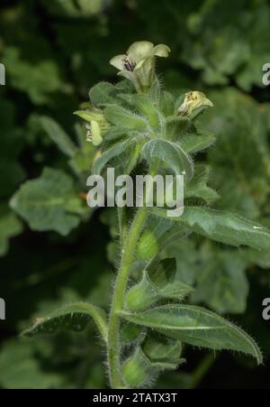 Yellow henbane, Hyoscamus albus, in flower. Mediterranean Stock Photo ...