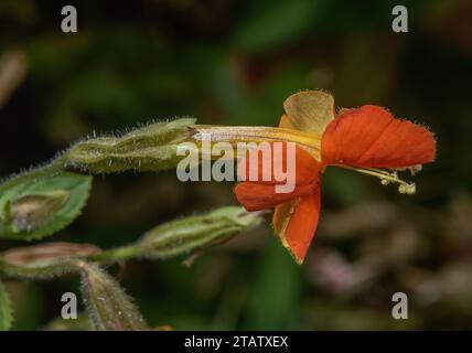 scarlet monkeyflower (Erythranthe cardinalis Stock Photo - Alamy