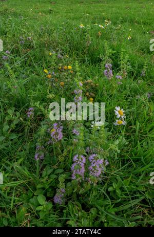 Three New Forest rarities, Small Fleabane, Pulicaria vulgaris ...