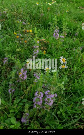Three New Forest rarities, Small Fleabane, Pulicaria vulgaris ...