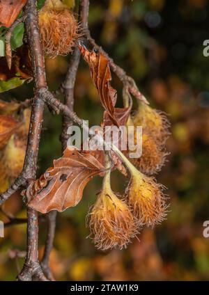 Ripe Beech mast, Fagus sylvatica on the tree with leaves, in autumn ...