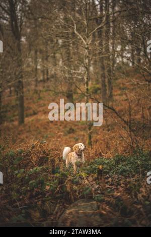 Autumn dog tail grass Stock Photo - Alamy