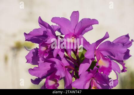 Cattleya labiata, also known as the crimson cattleya or ruby-lipped ...