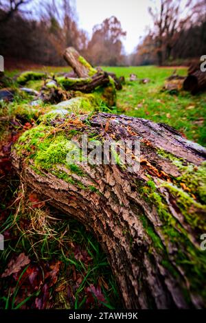 A cut fallen tree covered with moss isolated in the forest Stock Photo ...