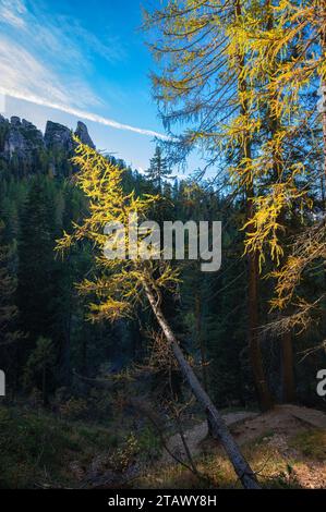 A vertical of the yellow larch trees with the Dolomites mountains in ...