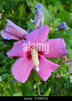Korean rose, Syrian ketmia, shrub althea, rose mallow, Straucheibisch ...