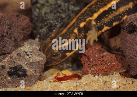 Sword-tailed newt (Cynops ensicauda) from Amami Oshima, Japan. Do note ...