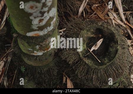 bamboo roots, many small and large roots. the base of a bamboo tree ...