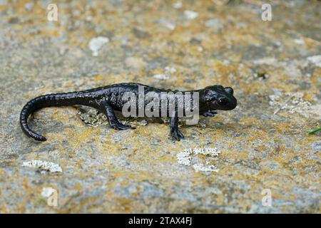 Closeup on the charcoal black Alpine salamander, Salamandra atra in the ...