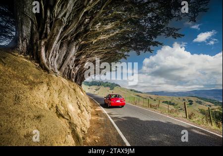Marcrocarpa Trees (Cupressus macrocarpa), Highcliff Road , Dunedin ...