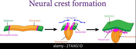 The Neural crest formation during neurulation.Vector illustration Stock Vector Image & Art - Alamy