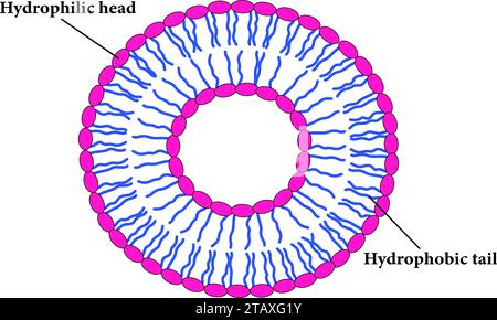 The Scheme of a liposome formed by phospholipids.Vector illustration ...