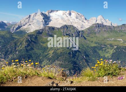 View of mount Marmolada peak with flowers, the highest mount of ...