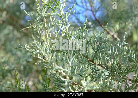 This is Hesperocyparis macnabiana aka macnab cypress or shasta cypress ...
