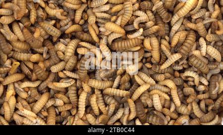 Black soldier fly larvae produced as animal feed. Hermetia illucens ...