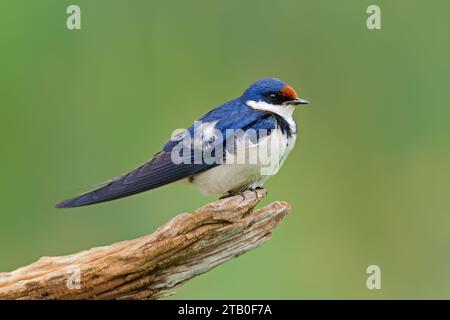 White-throated Swallow (Hirundo albigularis) perched on pole at a dam ...