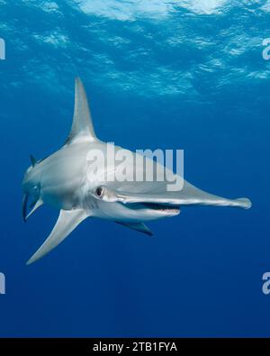 The great hammerhead FLORIDA EXCITING images show hammerhead sharks ...