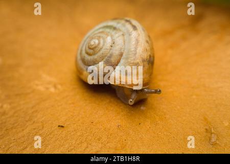 A small snail perched on a weathered wooden bench in a natural outdoor ...