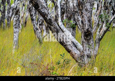 Paperbark trees growing in marshlands, Lake Arragan campground, Red ...